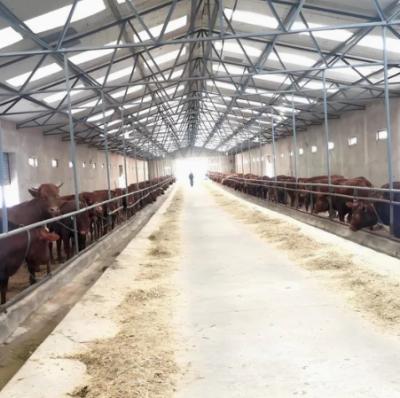 China Weather-Resistant Heavy-Duty Prefab Steel Structure Poultry House with Quick Installation for sale