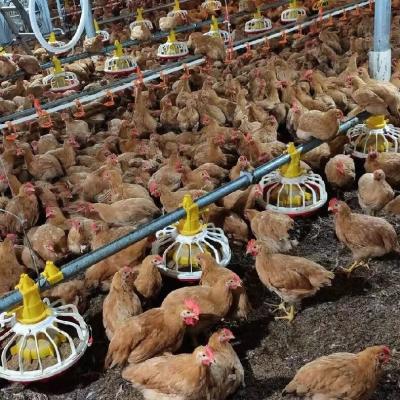 China Automatic Feeding System Poultry House Equipment with Hot-Dip Galvanized Prefab Steel Structure for Broiler House for sale