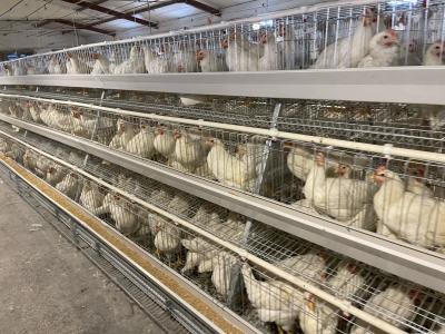 China Turnkey Project High-Efficiency Steel Poultry House and Prefabricated Poultry Building for Floor-Raised Chicken Farms for sale