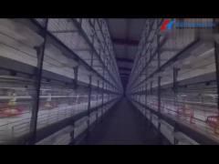 Broiler Cage Feeding