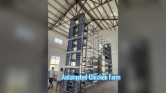 Automatic Poultry Feeding System for Chicken Farm
