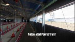 Poultry Farm Automation: Feed & Water Systems
