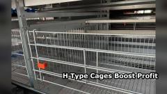 H Type Chicken Cages Boost Farm Efficiency
