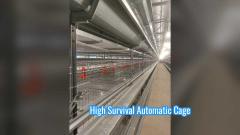 Automatic Pullet Cage: High Survival Space Saving