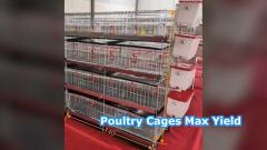 Heavy Duty Poultry Cages Maximize Farm Yield