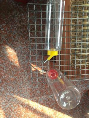 China Plastic 600ML Nipple Drinker For Dog for sale