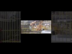 GSK palletizing 5