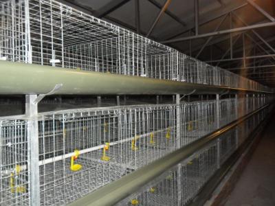 China H Type Cages for Growing Broilers for sale