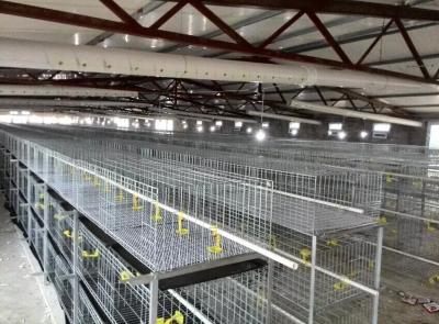China Wire Mesh Baby Chicken Cage for Sale for sale