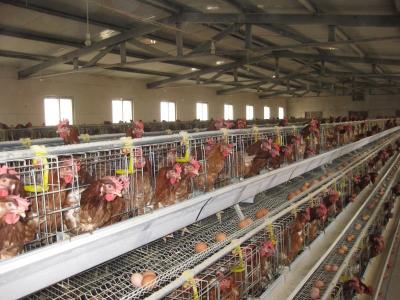 China 96 Birds, 120 Birds, 128 Birds, 160 Birds, 256 Birds Layer Chicken Cages for sale
