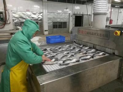 Cina 2000KG/H Mesh Belt Tunnel Freezer in vendita