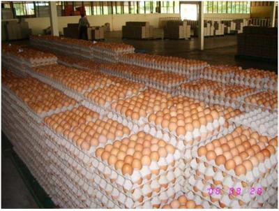 China 350-2500pcs/h egg tray producing  machine for sale