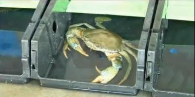 China Apartment crab, crab, crab culture box. Breeding container & box, combination of crab sing for sale
