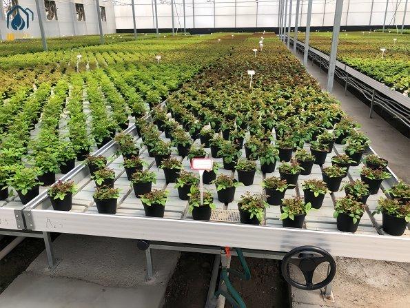 Close-up of hydroponic grow table