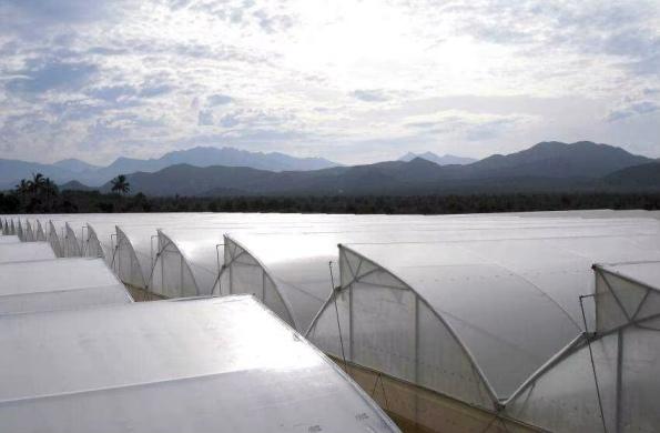 Interior view of plastic film greenhouse
