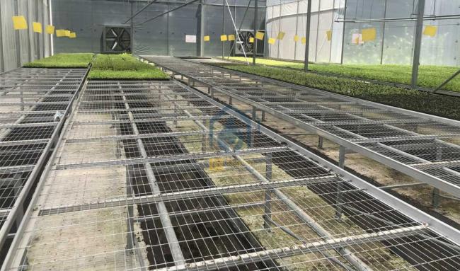 Greenhouse rolling bench overview