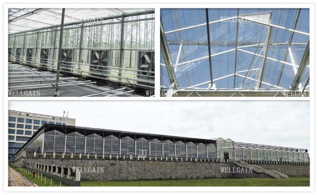 Close-up of herb plants in greenhouse