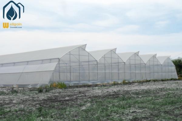 Quality Modern Agricultural Greenhouses Galvanized Steel Tropical Greenhouse for sale
