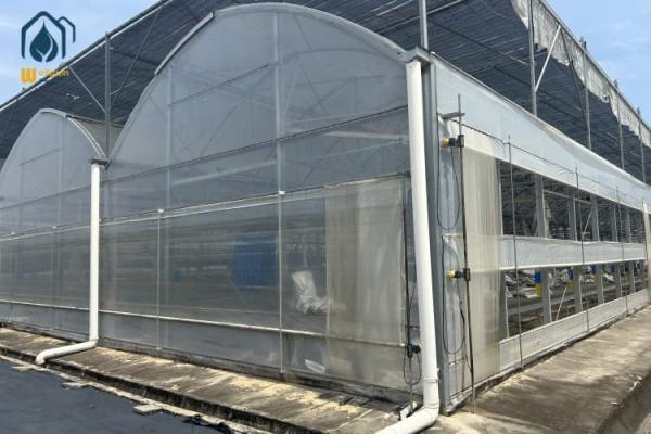Quality Plastic Multi Span Greenhouse Customized Eco Friendly Greenhouses With Temperature Controlled Growing for sale