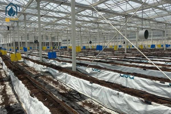 Quality Plastic Multi Span Greenhouse Customized Eco Friendly Greenhouses With for sale