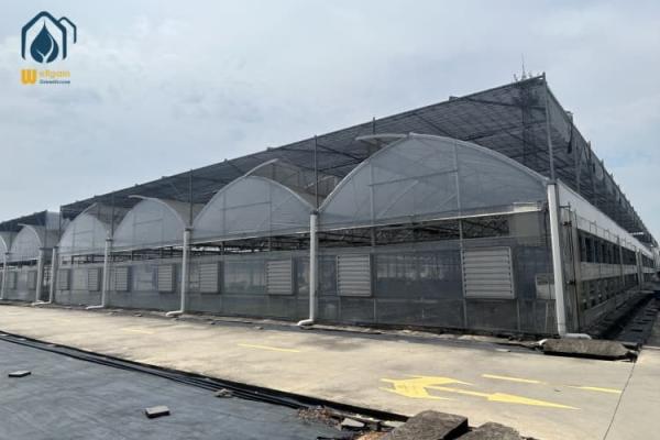 Quality Commercial Multi Span Greenhouse Customized Large Scale Greenhouse With Automatic Watering System for sale