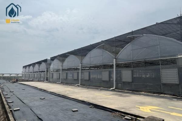 Quality Customized Multi Span Greenhouse Plastic Lettuce Greenhouse For Leafy Greens Cultivation for sale