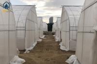 Quality Galvanized Steel Tunnel Greenhouse Single Span PE Cover Greenhouse For for sale