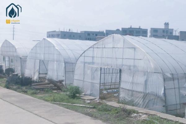 Quality Hot Dip Galvanized Pipe Greenhouse Energy Efficient Greenhouse For Agriculture for sale