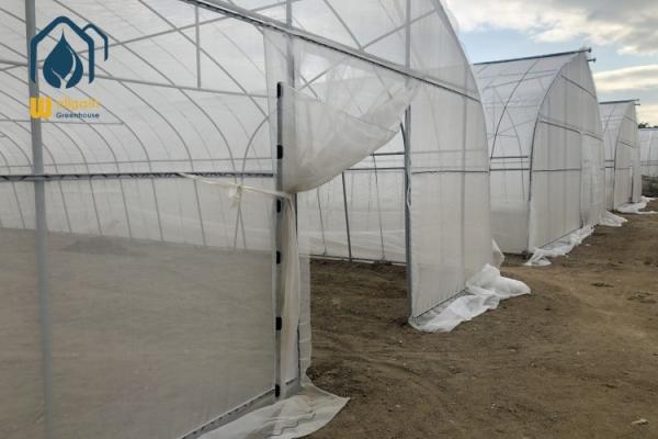 Quality Industrial Single Span Greenhouses High Tunnel Tomato Plastic Greenhouse Customized for sale