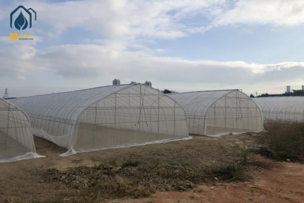 Quality Agricultural Tunnel Greenhouse Industrial Hydroponic System Greenhouse For Tomato And Cucumber for sale