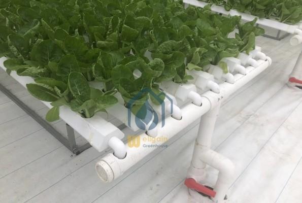 NFT system in greenhouse environment
