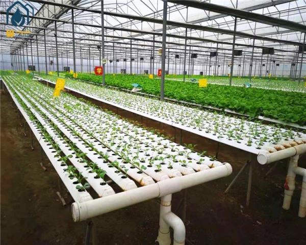 Quality Agricultural NFT Lettuce System Vertical Hydroponic System 100*50mm for sale