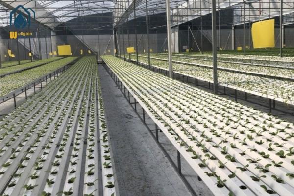 Quality Agricultural NFT Lettuce System Vertical Hydroponic System 100*50mm for sale