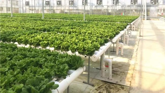 NFT Hydroponic System overview