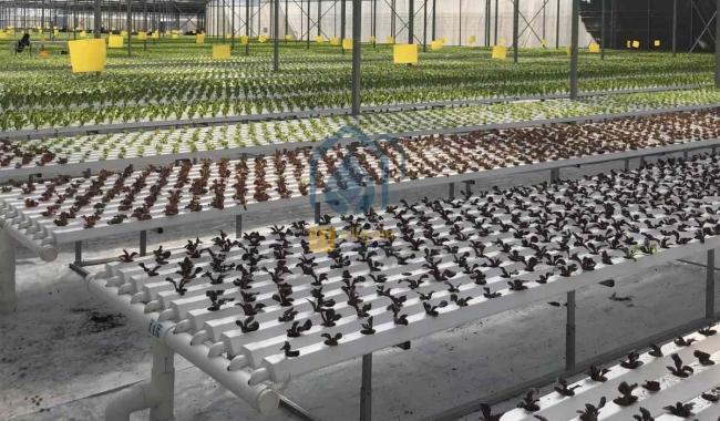 Close-up of hydroponic channels