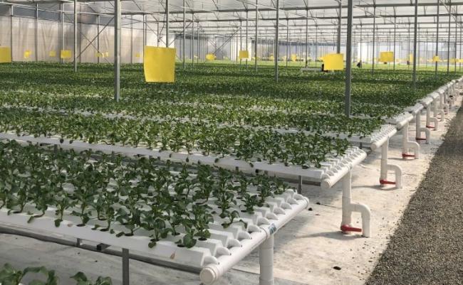 Hydroponic PVC NFT system overview
