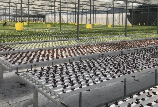 Close-up of hydroponic growing troughs