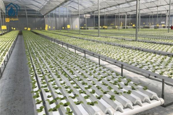 Quality Customized Hydroponic Growing System Hydroponic PVC NFT Pipe For Greenhouse Planting for sale