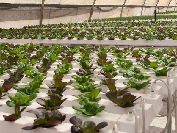 Hydroponic system in operation