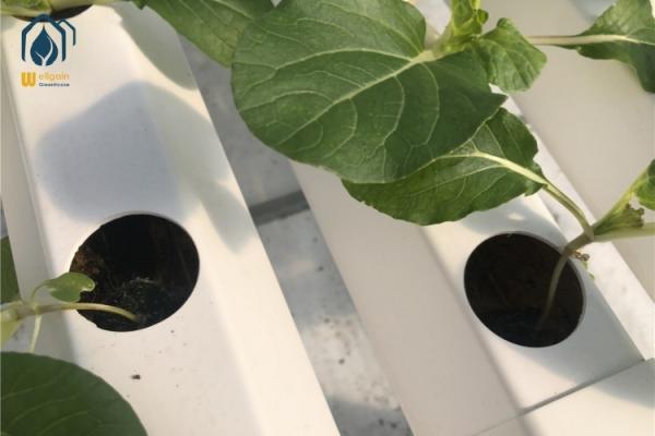 Quality Large Vertical Hydroponic Growing Systems 100mm Hydroponic NFT System for sale