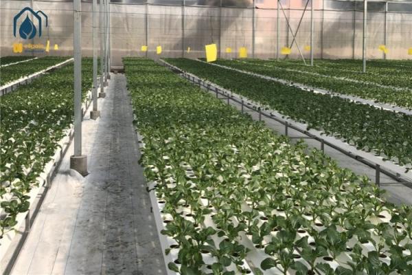 Quality Large Vertical Hydroponic Growing Systems 100mm Hydroponic NFT System for sale