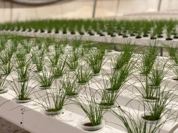 NFT inlet design detail