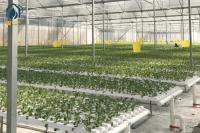 Quality NFT Greenhouse Hydroponic System Customized Soilless Hydroponic Systems for sale