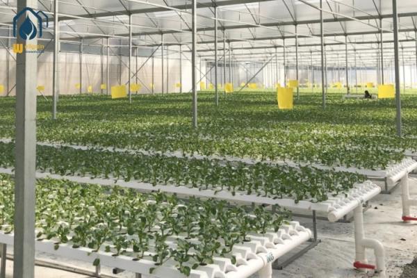 Quality NFT Greenhouse Hydroponic System Customized Soilless Hydroponic Systems for sale