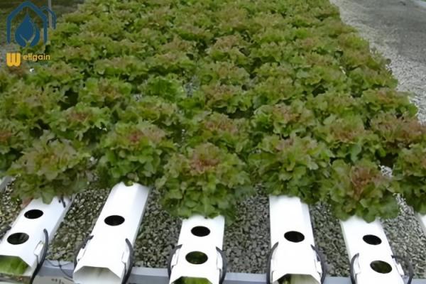 Quality NFT Greenhouse Hydroponic System Customized Soilless Hydroponic Systems for sale