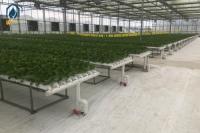 Quality NFT Hydroponic PVC Pipe Compact Hydroponic Planting Systems Indoor With Rapid for sale