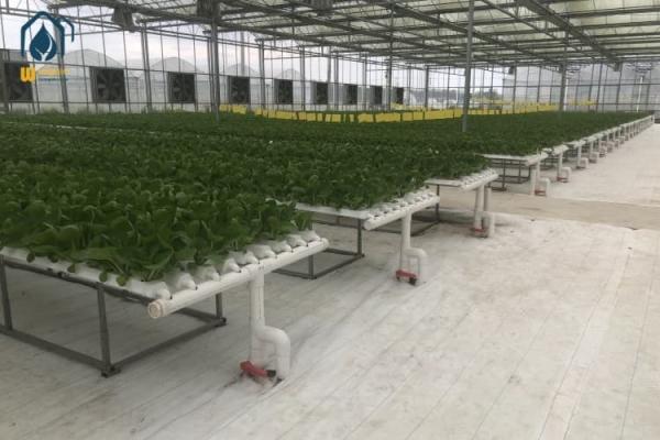 Quality NFT Hydroponic PVC Pipe Compact Hydroponic Planting Systems Indoor With Rapid Nutrient Cycling for sale