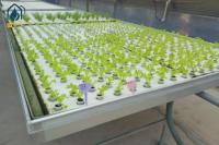 Quality UV Protective Hydroponic Flood Table OEM / ODM Greenhouse Plant Trays for sale