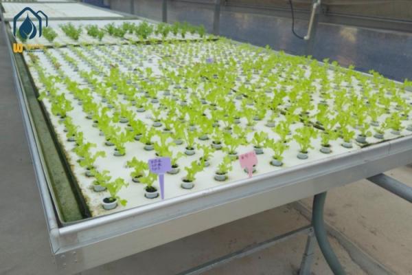 Quality UV Protective Hydroponic Flood Table OEM / ODM Greenhouse Plant Trays for sale