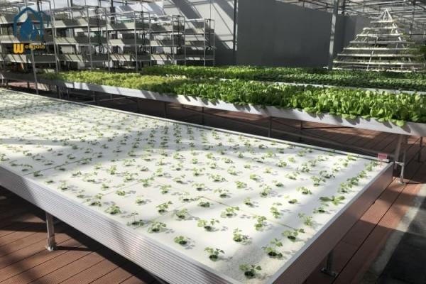 Quality ABS Ebb And Flow Rolling Benches Customized Greenhouse Seedling Trays Adjustable Height for sale